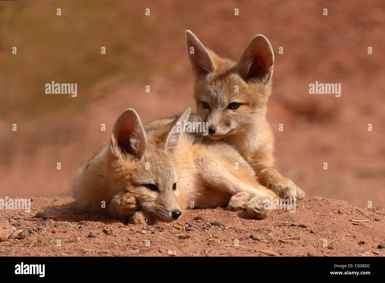 Desert kit fox hi-res stock photography and images - Alamy