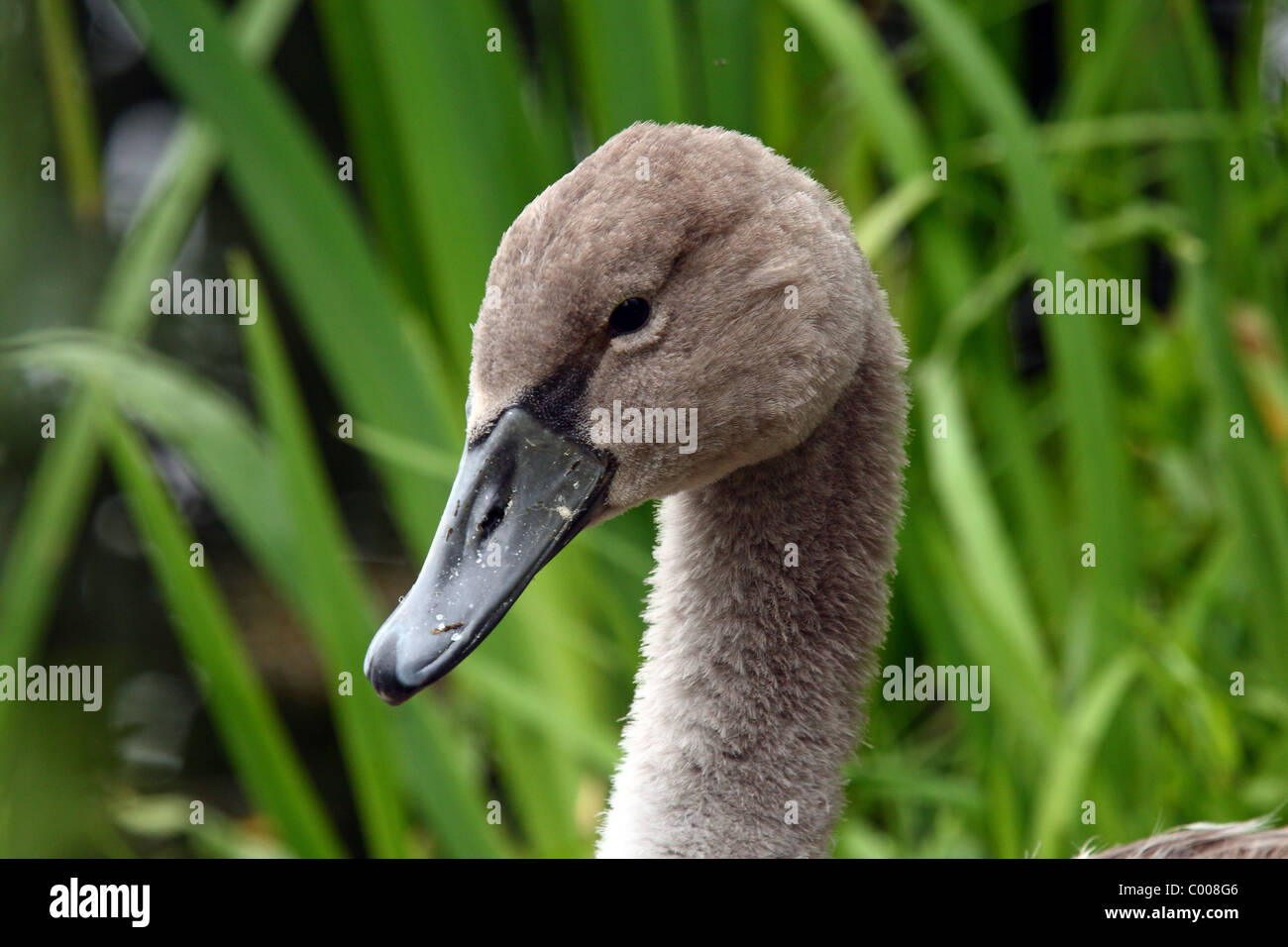 Mute Swan (Cygnus olor) - Cygnet Stock Photo - Alamy
