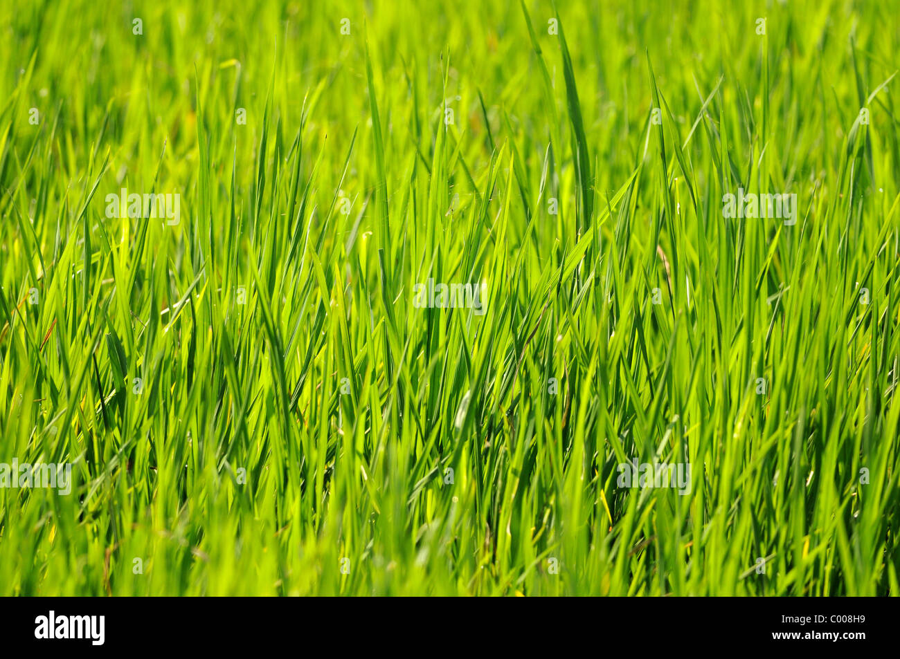 Sun shining thru the fresh green paddy fields Stock Photo - Alamy