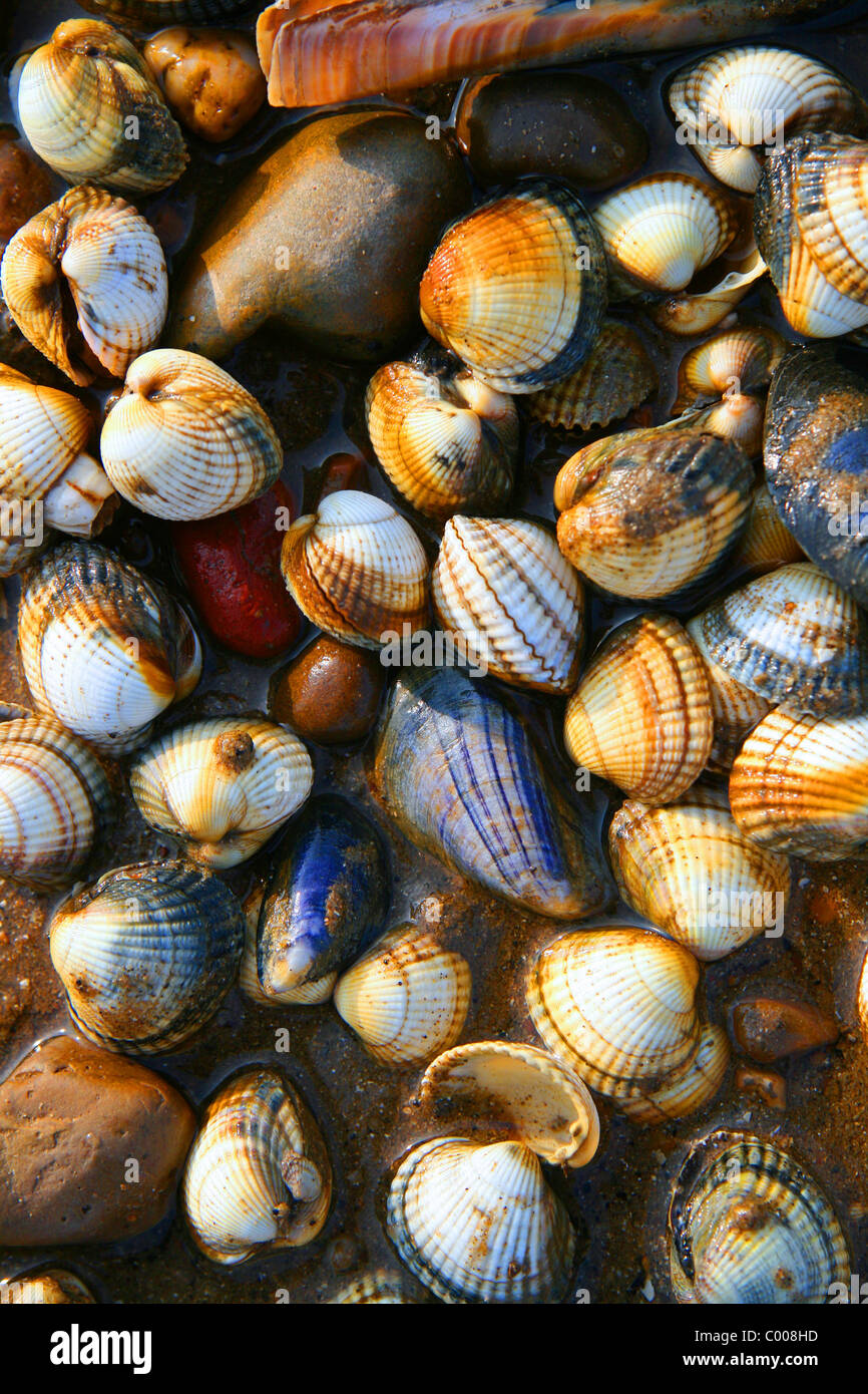 sea shells on the sea shore Stock Photo - Alamy