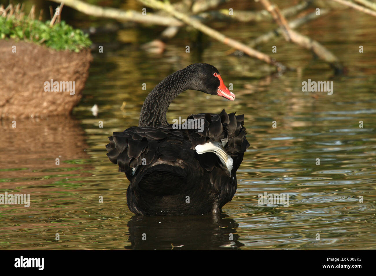 Black Swan (Cygnus atratus Stock Photo - Alamy