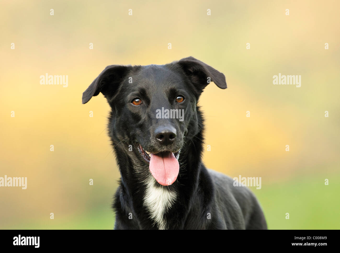 half breed dog - portrait Stock Photo - Alamy