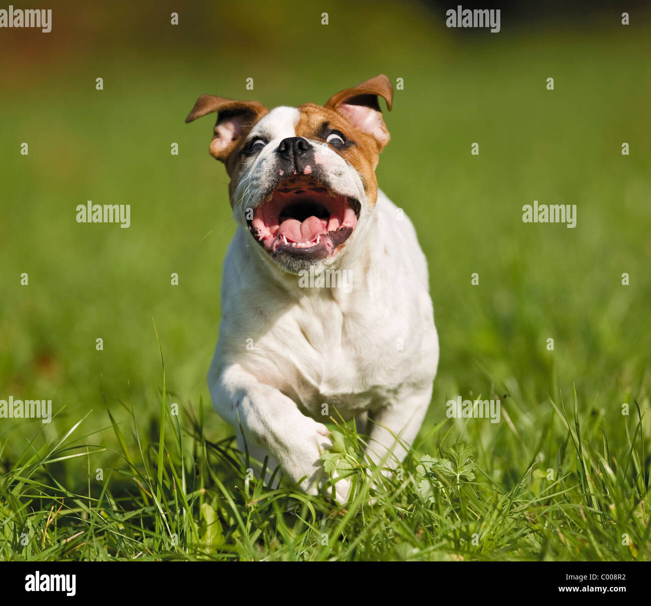 Bulldogs running hi-res stock photography and images - Alamy