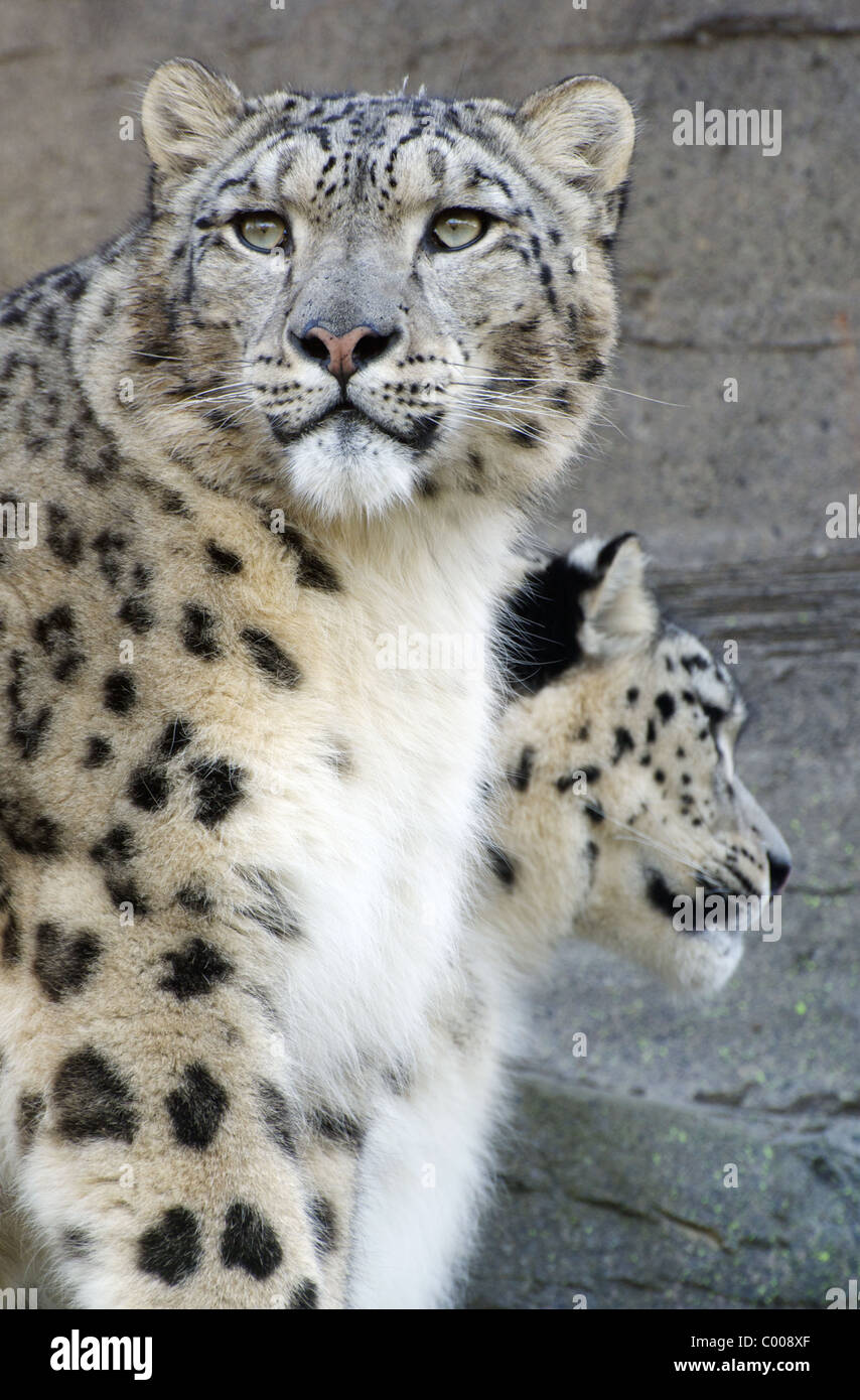 Snow leopards at marwell zoo hi-res stock photography and images - Alamy