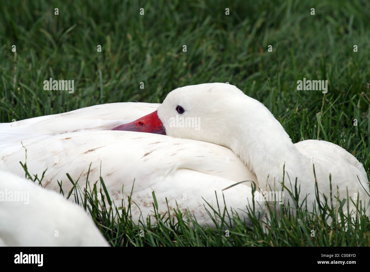 Coscoroba Swan (Coscoroba coscoroba Stock Photo - Alamy