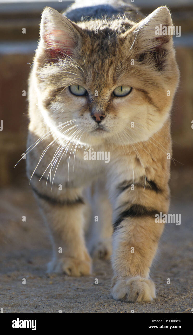 Male Arabian sand cat walking towards camera Stock Photo - Alamy
