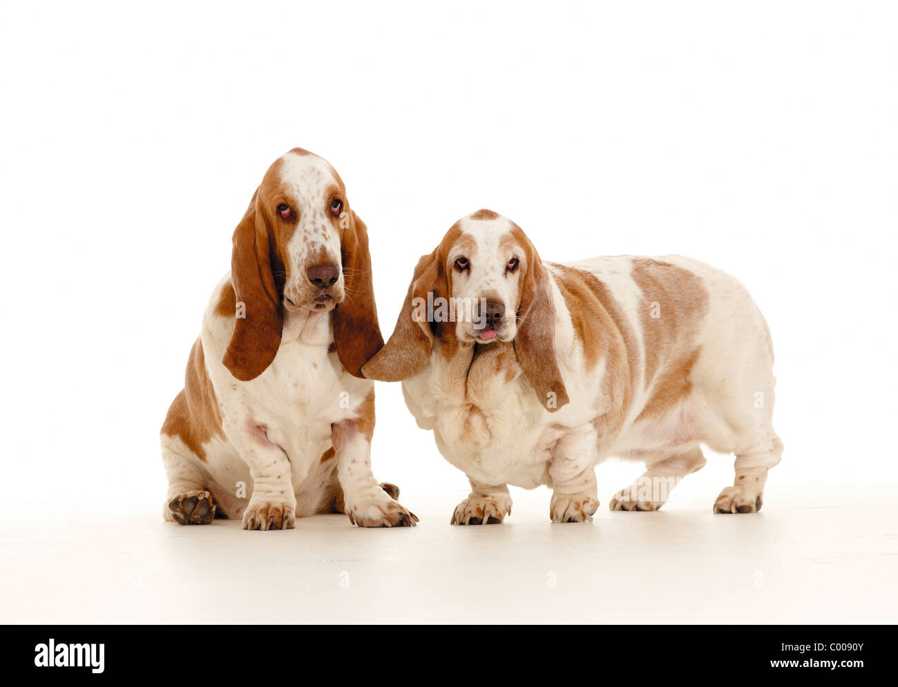 Two bassets hi-res stock photography and images - Alamy
