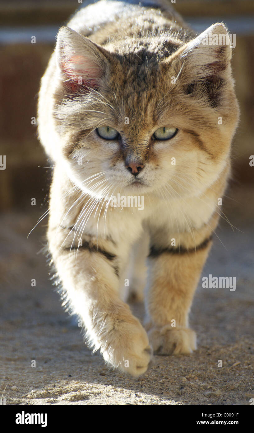 Male Arabian sand cat walking towards camera Stock Photo - Alamy