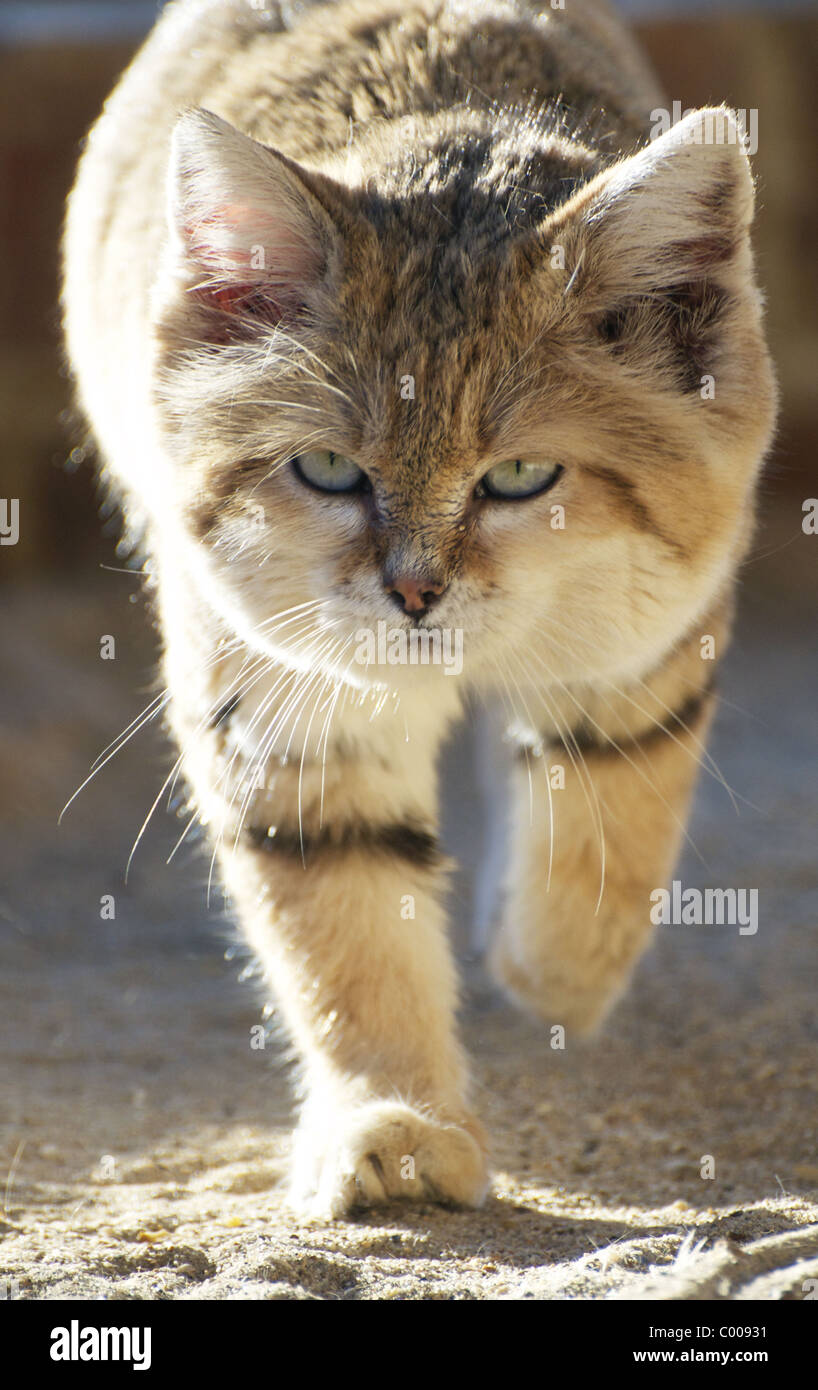 Felis margarita harrisoni hi-res stock photography and images - Alamy