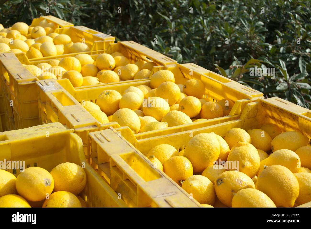 Lemon harvest, freshly picked lemons in crates Stock Photo - Alamy