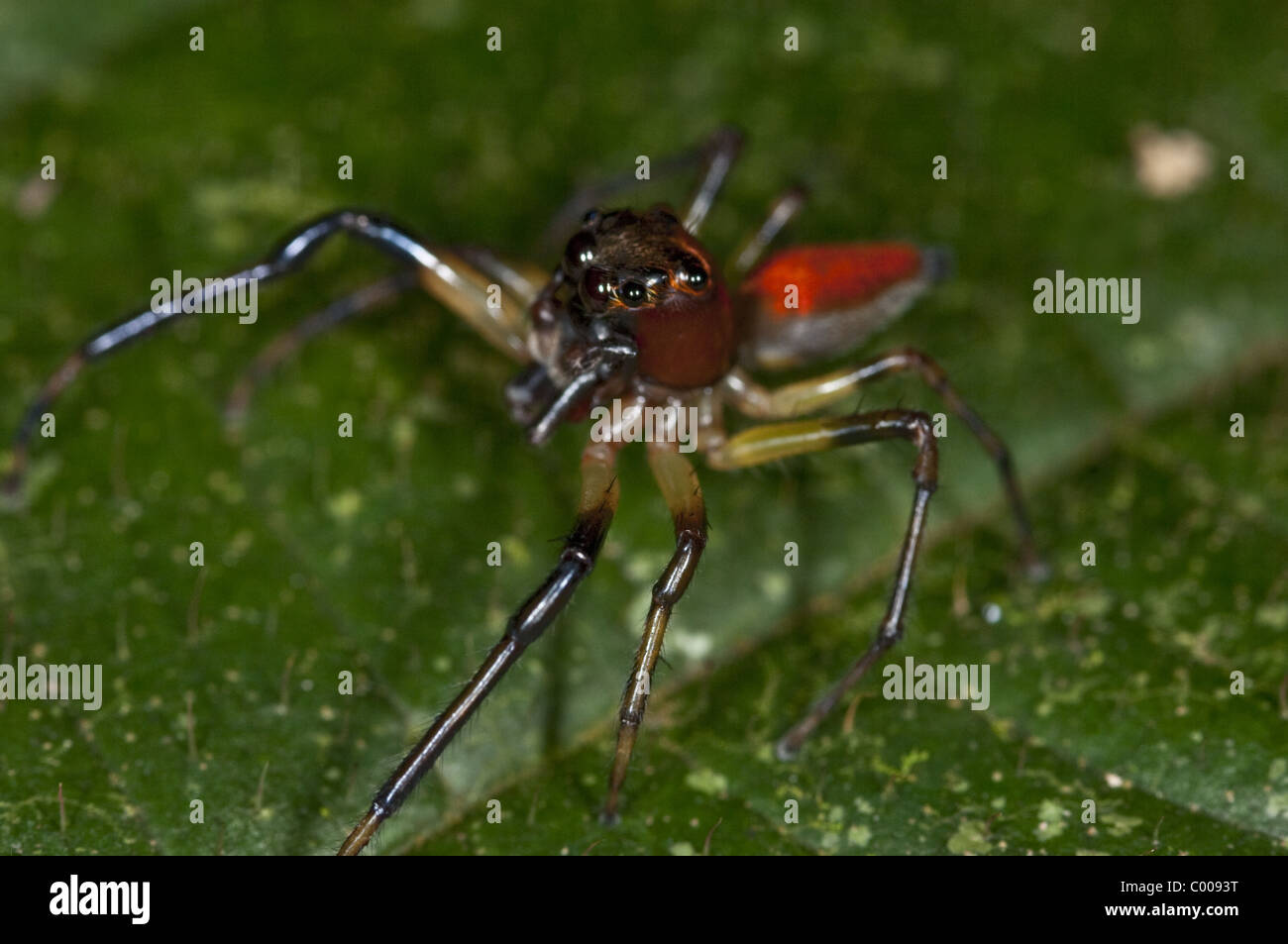 Jumping Spider, Amazon, Ecuador Stock Photo - Alamy