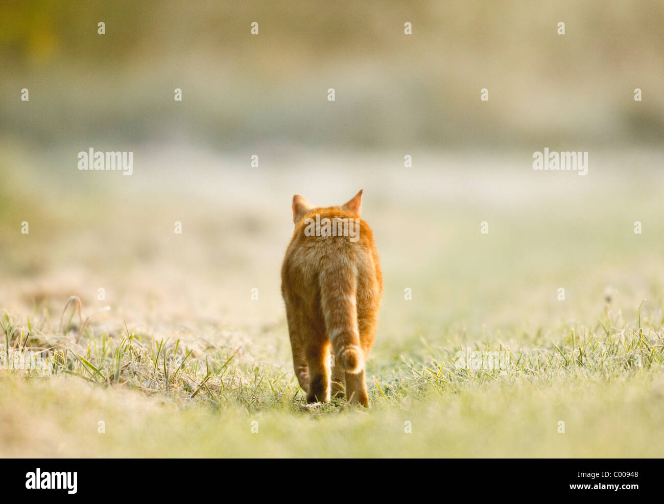 domestic cat - walking - from behind Stock Photo - Alamy