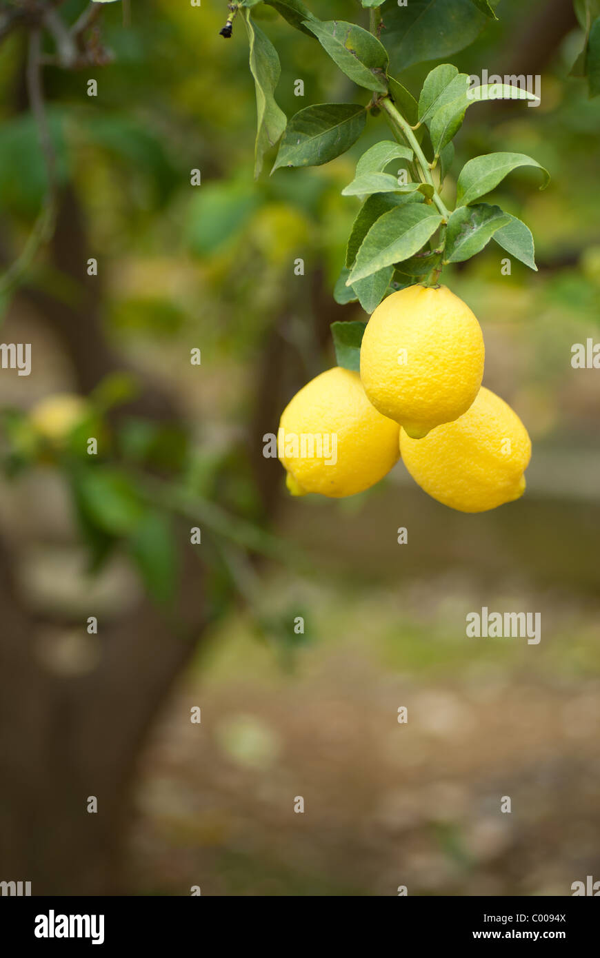 A lemon tree loaded with ripe fruit Stock Photo - Alamy