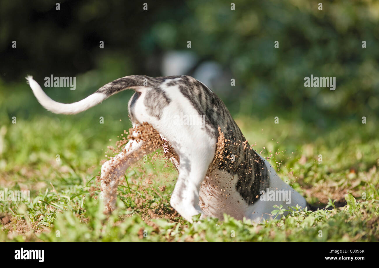 Whippet dog - puppy digging a hole Stock Photo - Alamy