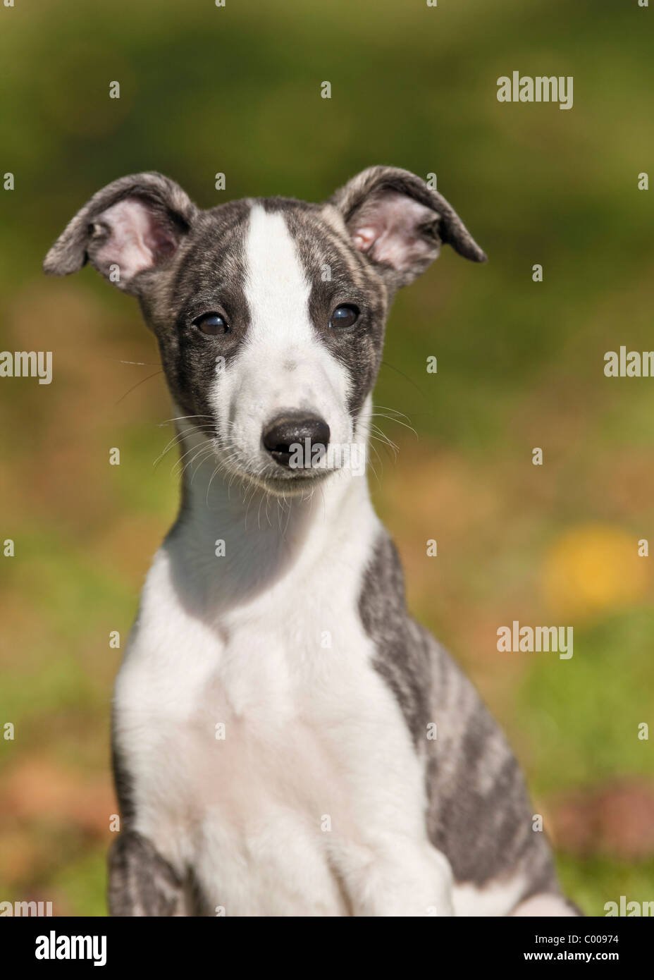 Whippet dog - puppy - portrait Stock Photo - Alamy