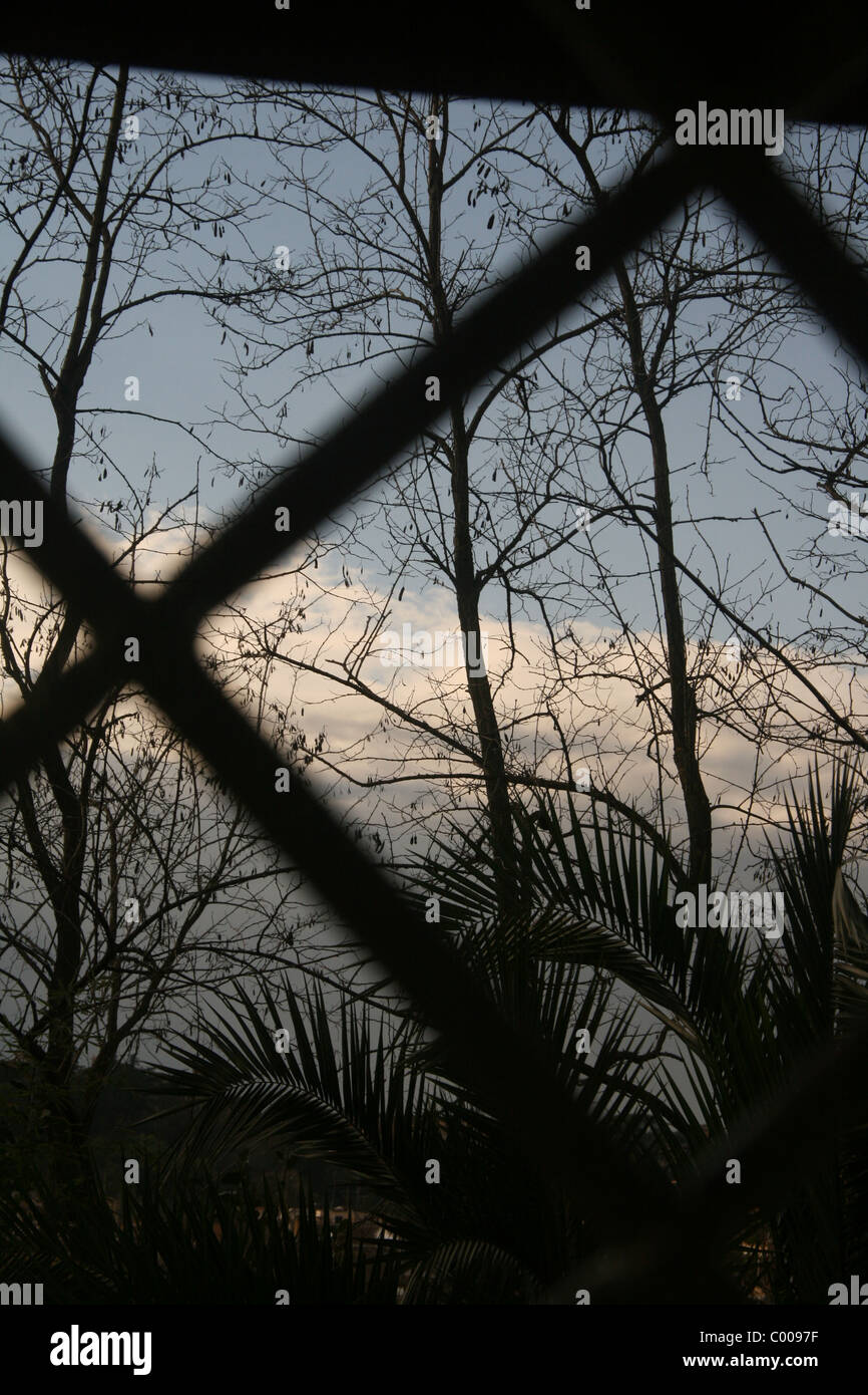 view of trees through window bars Stock Photo - Alamy