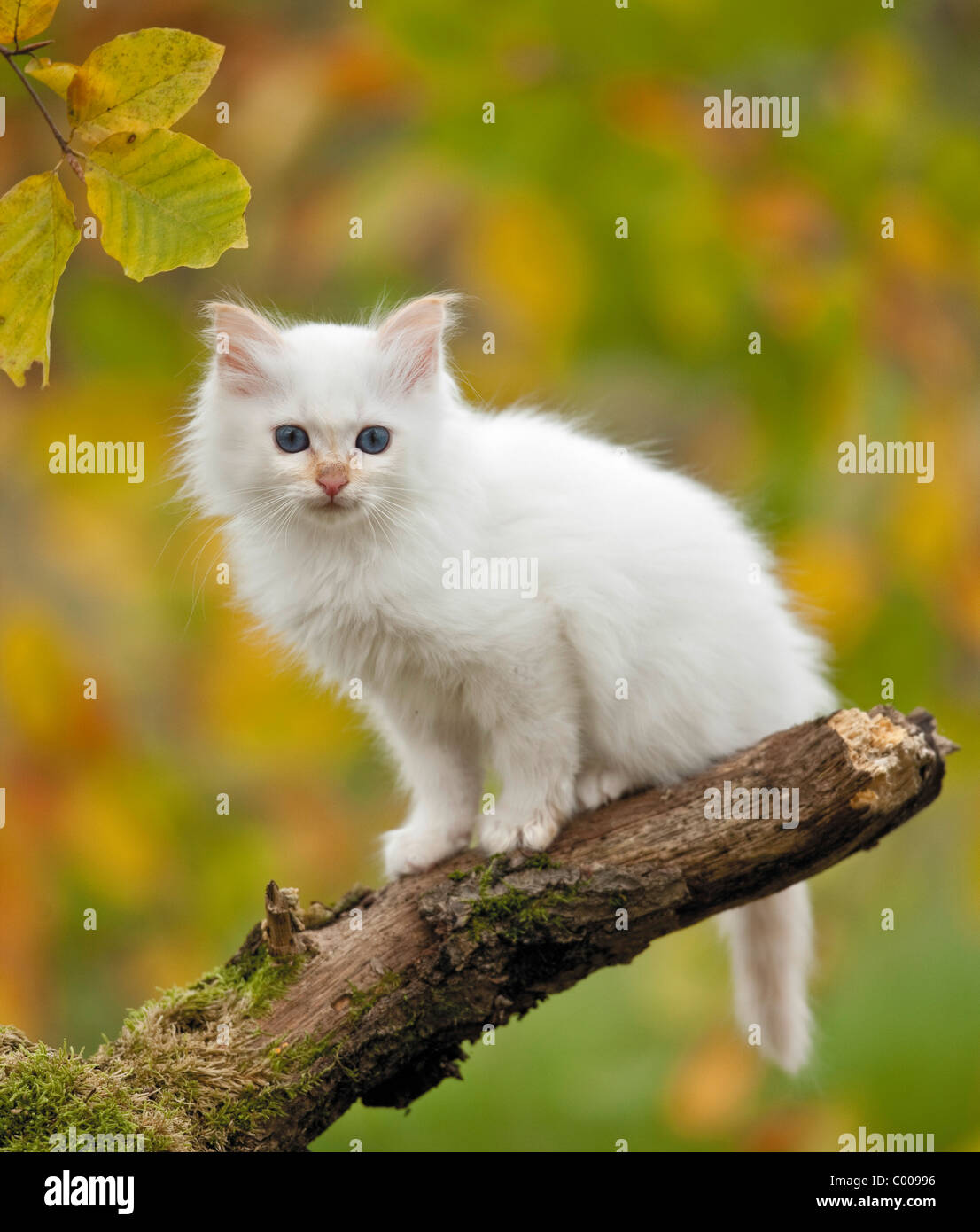 Sacred cat of Burma - kitten sitting on branch Stock Photo - Alamy
