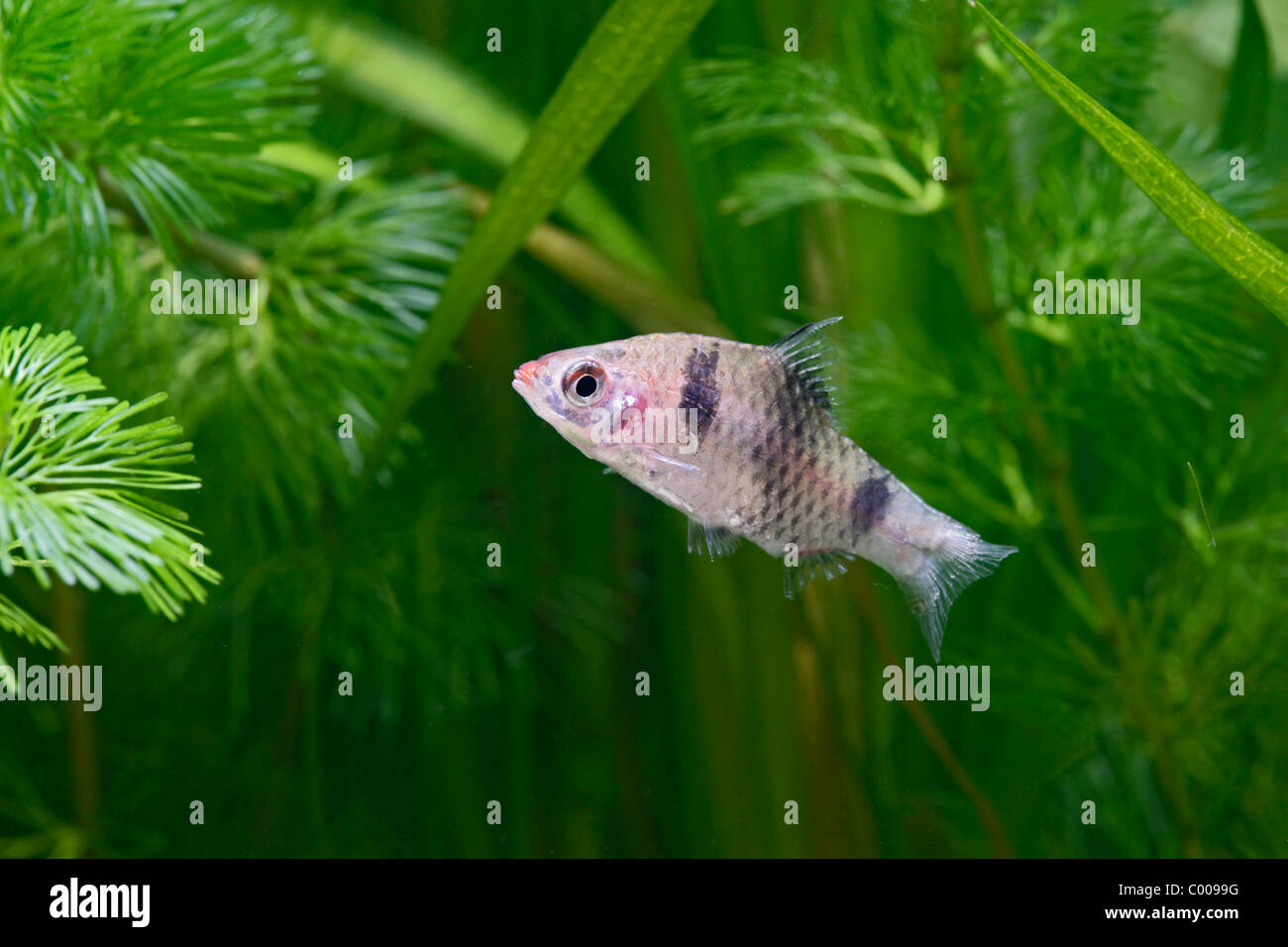 Black ruby barb ; purple headed barb; Puntius nigrofasciatus– side view ...