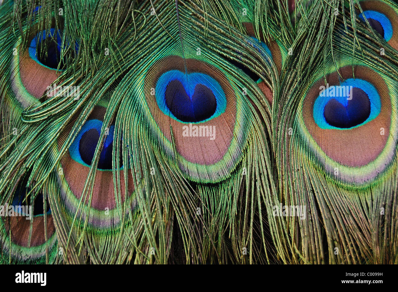 A peacocks tail, taken whilst the peacock sat on a wall Stock Photo - Alamy