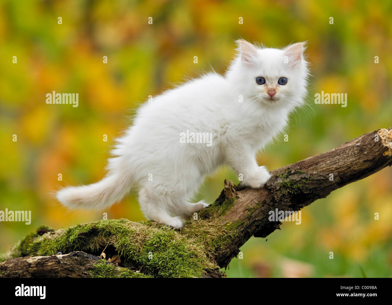 Sacred cat of Burma - kitten standing on branch Stock Photo - Alamy