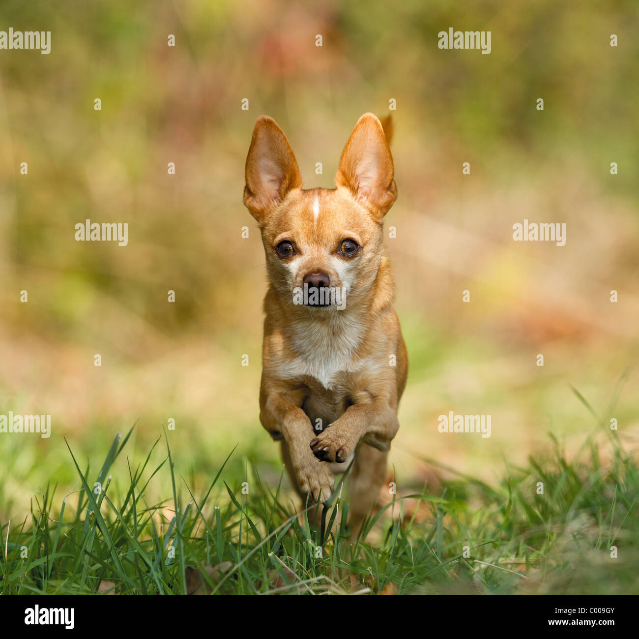 Chihuahua dog - running on meadow Stock Photo - Alamy