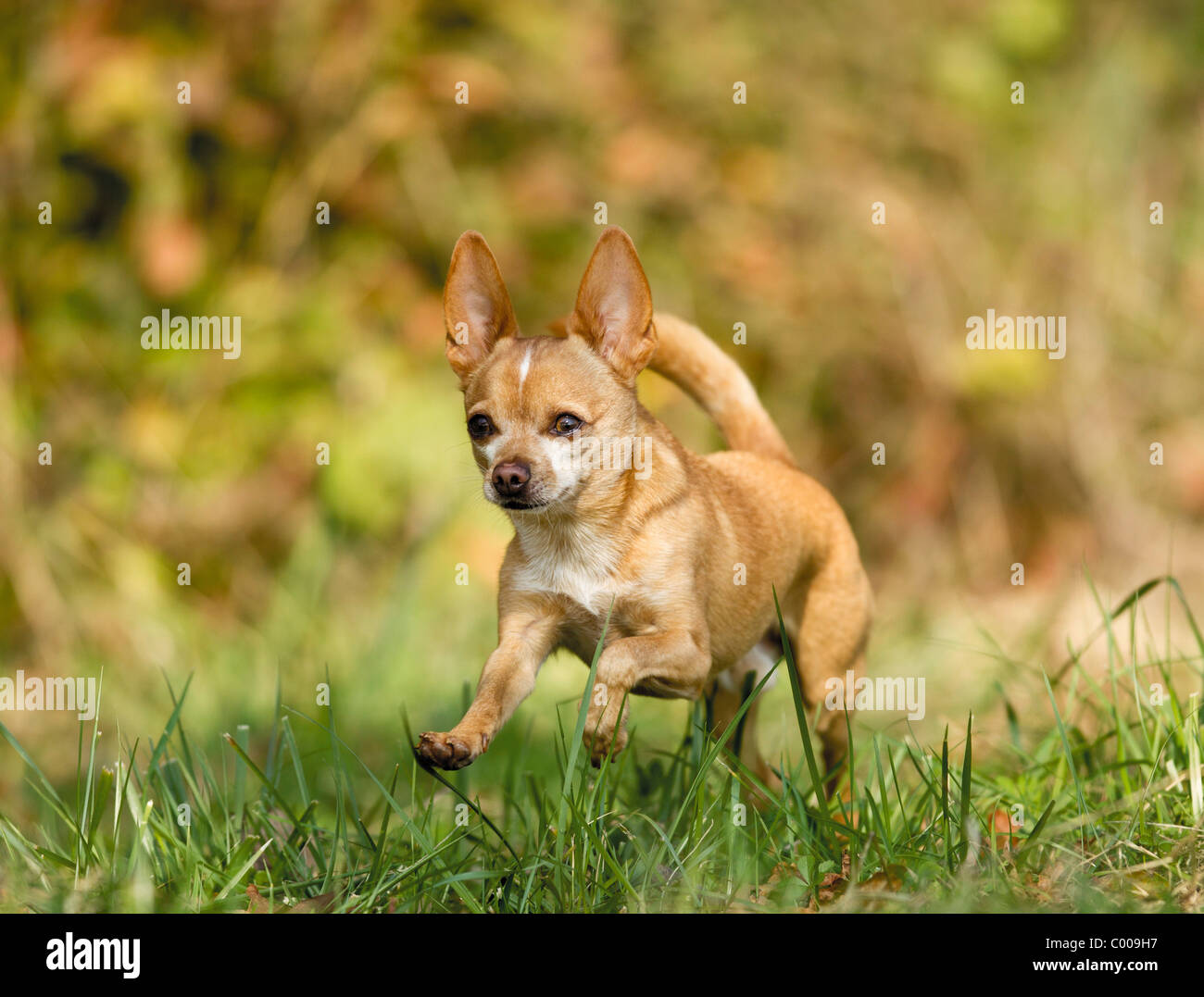 Chihuahua dog - running on meadow Stock Photo - Alamy