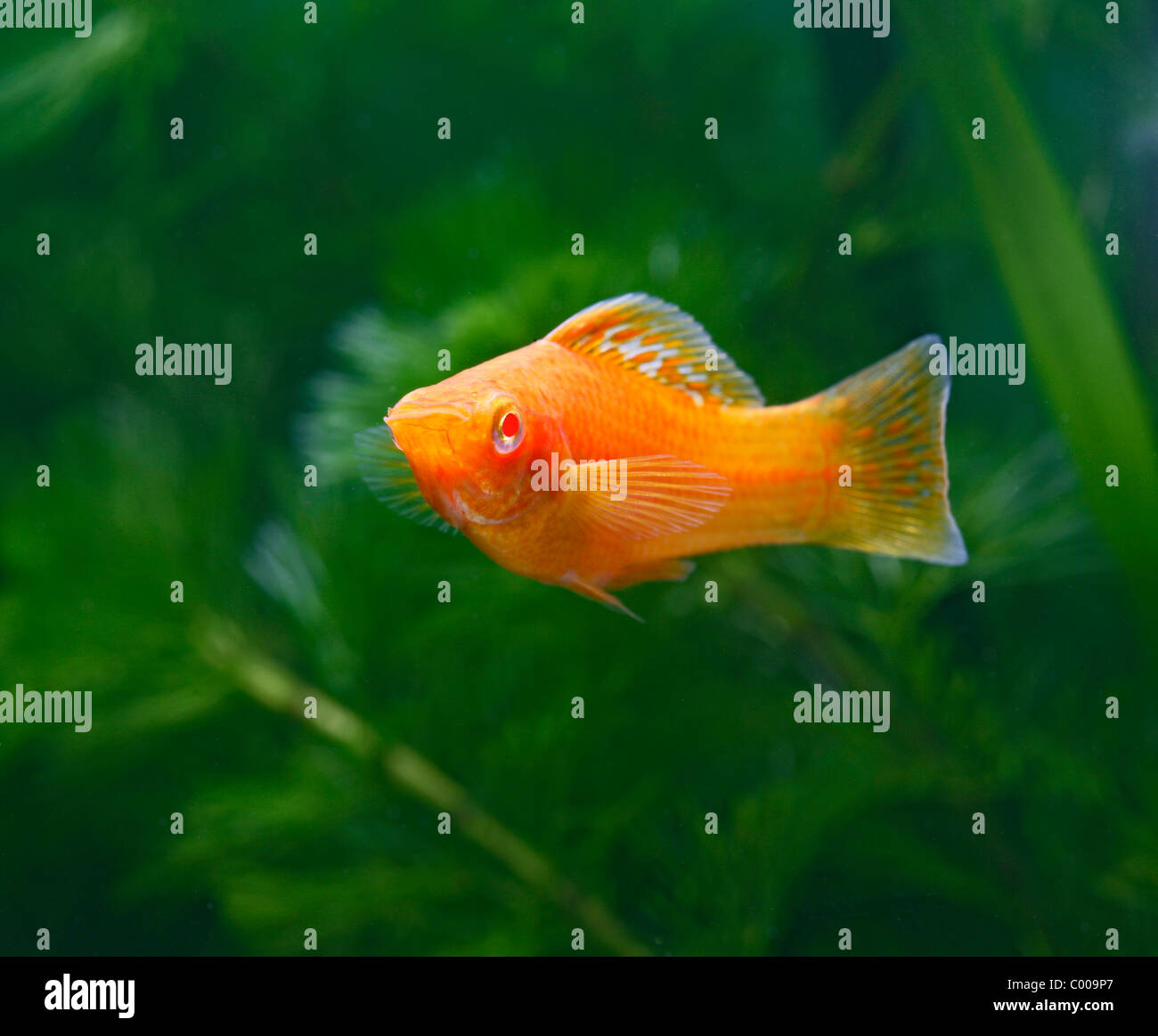 Molly fish in aquarium hi-res stock photography and images - Alamy