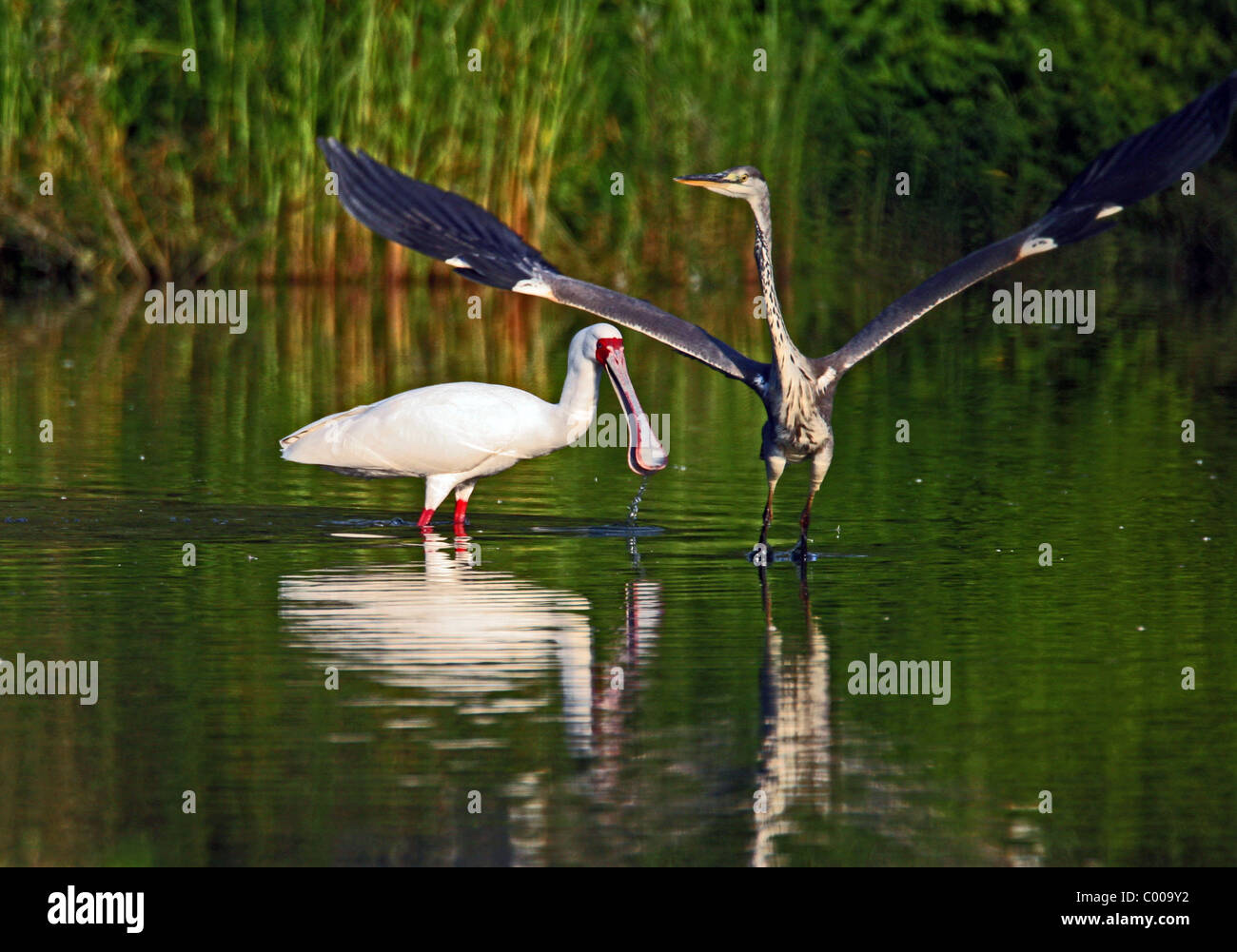 The Eurasian Spoonbill or Common Spoonbill (Platalea leucorodia) and ...