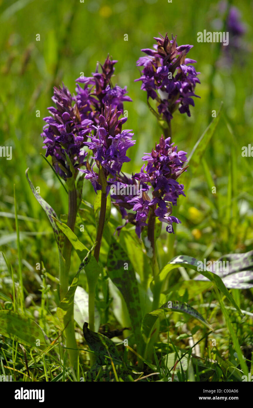 Breitblaettriges Knabenkraut, Dactylorhiza majalis, Broad-leaved Marsh Orchid, Ries, Bayern ...