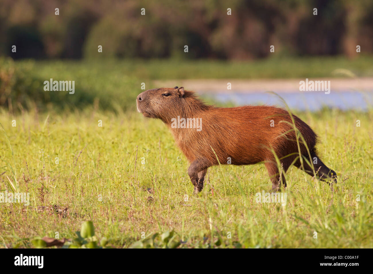 Standing on capybara hi-res stock photography and images - Alamy