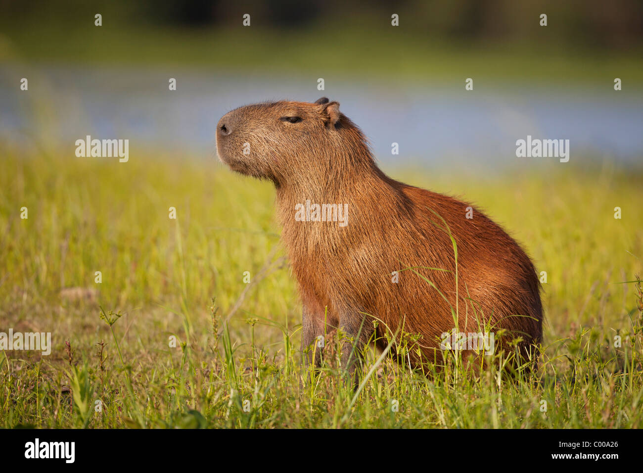 Standing on capybara hi-res stock photography and images - Alamy