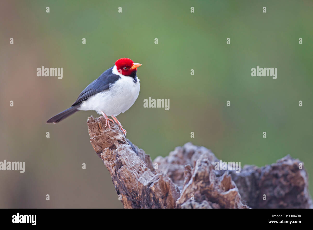 Yellow-billed Cardinal / Paroaria capitata Stock Photo - Alamy