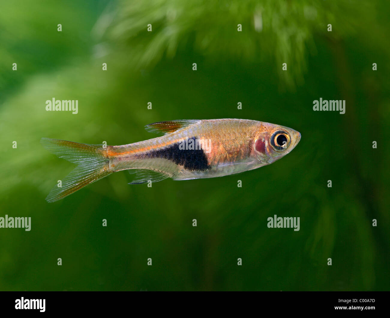 Harlequin rasbora Rasbora heteromorpha Purple harlequin side view ...