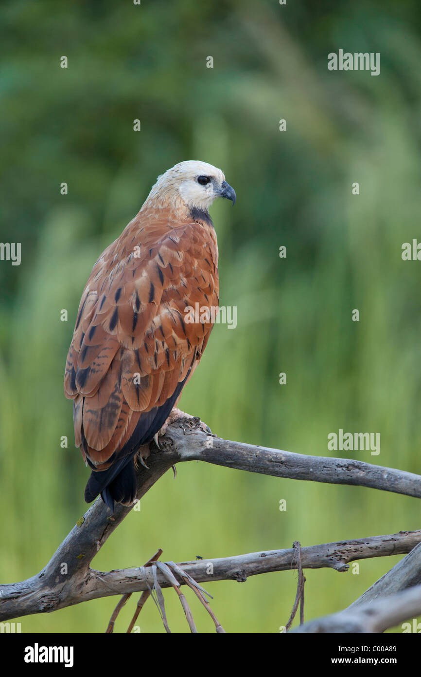Black collared hawks hi-res stock photography and images - Alamy