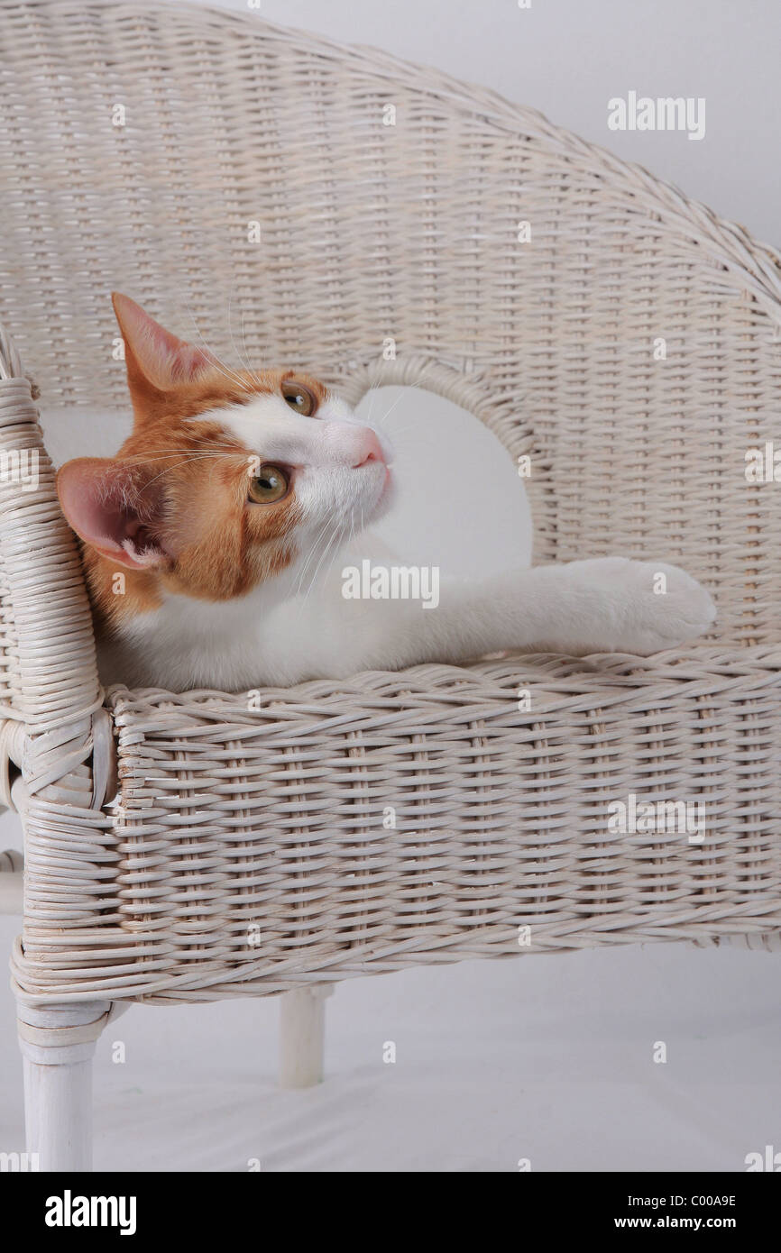 Liegende katze hi-res stock photography and images - Alamy