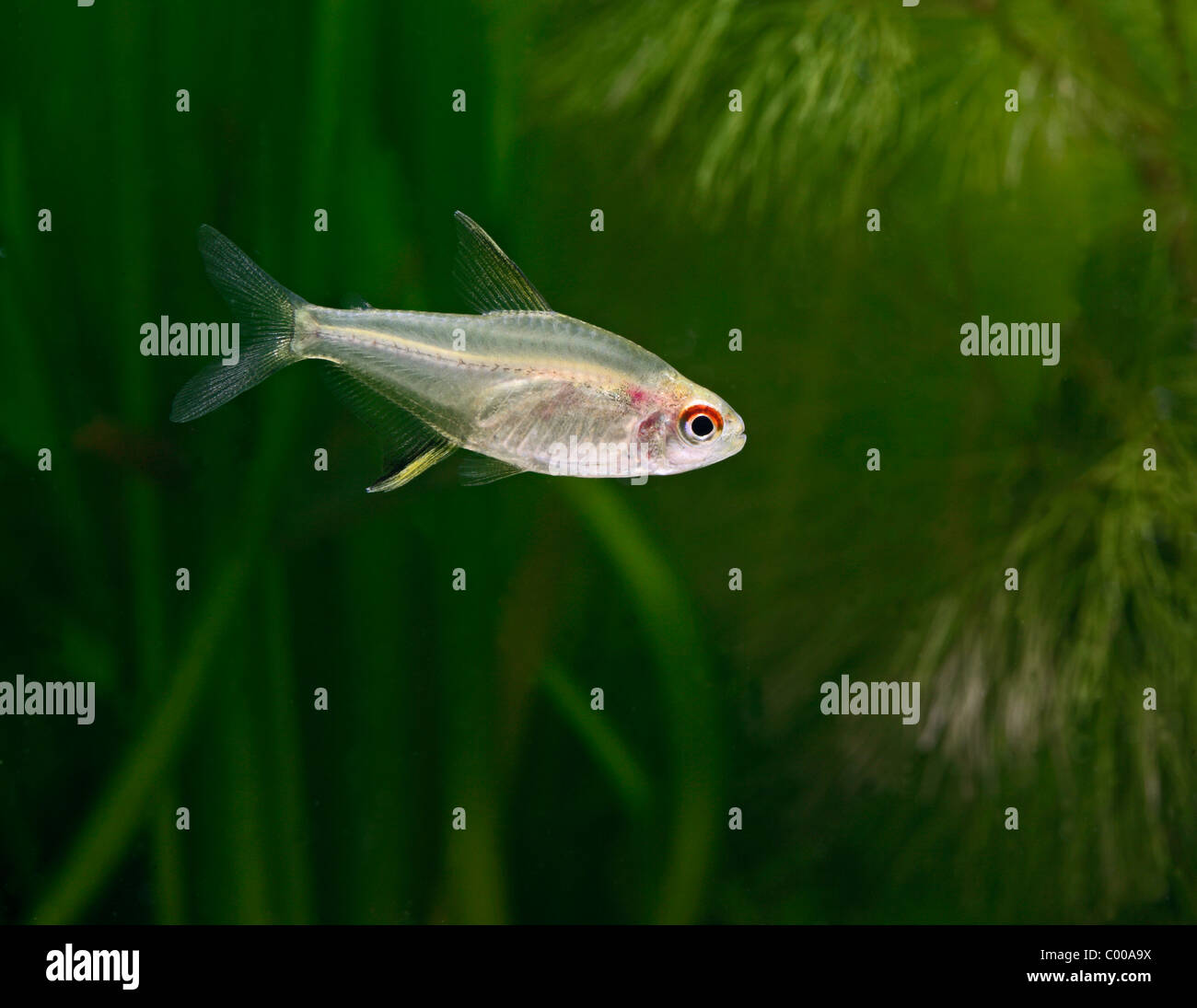 Lemon tetra Hyphessobrycon pulchripinnis side view tropical freshwater ...