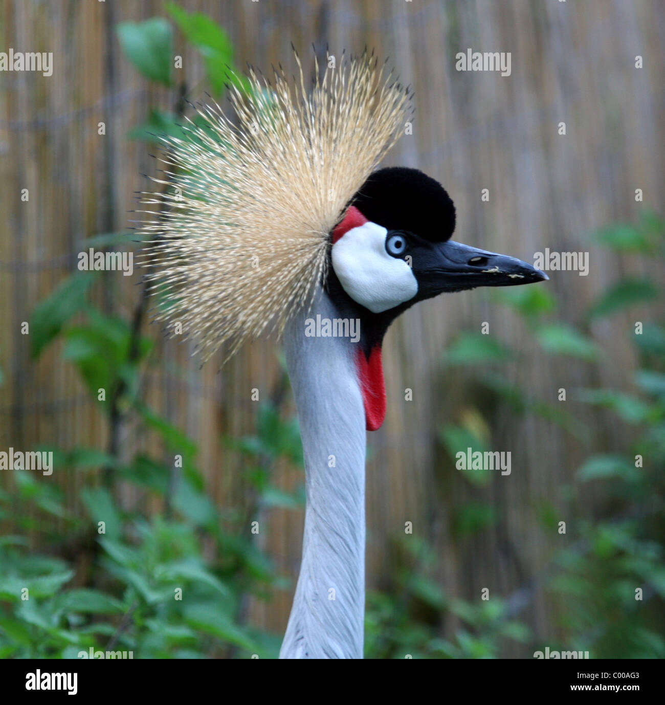Grey Crowned Crane Stock Photo - Alamy