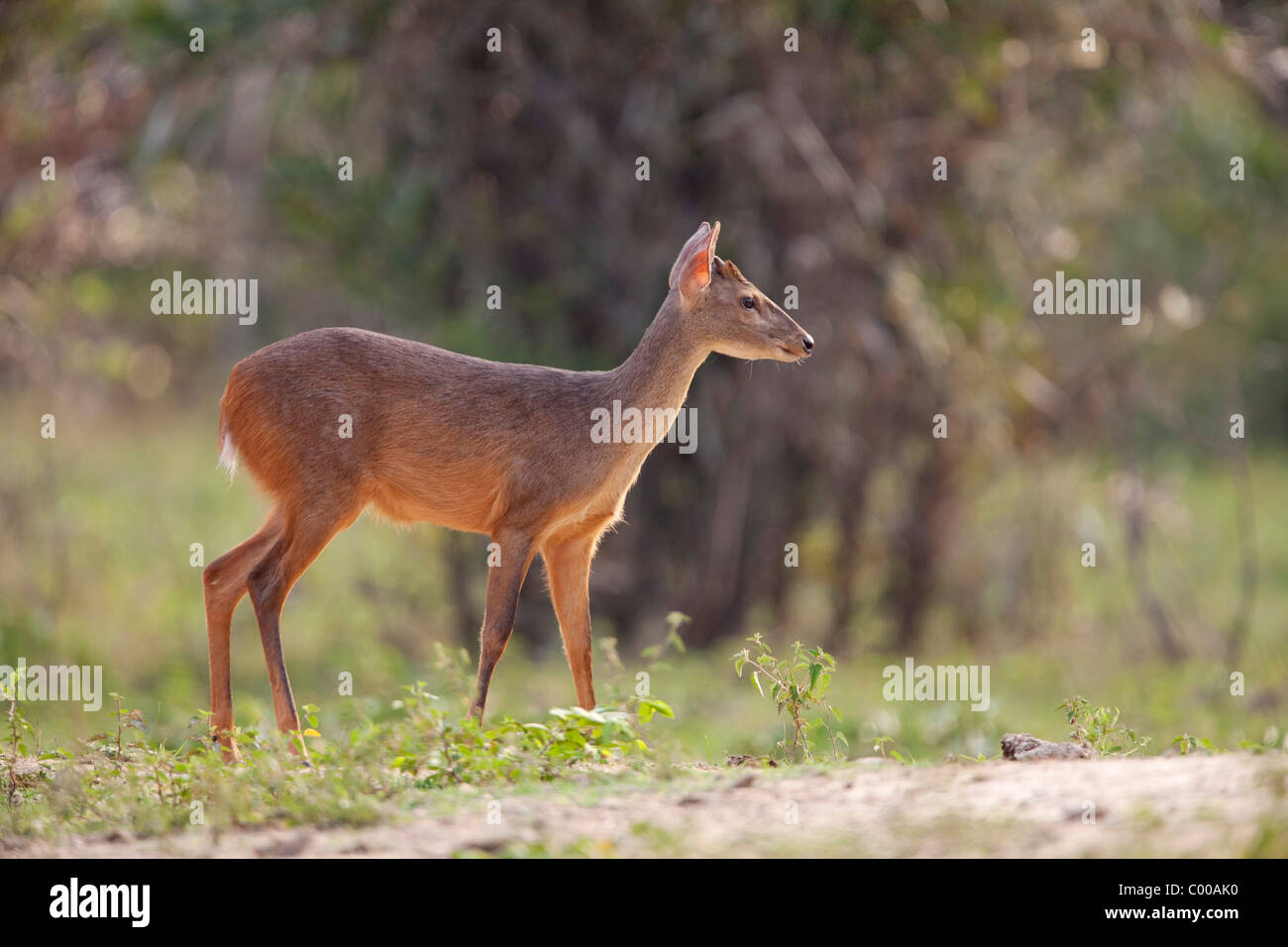 Red Brocket High Resolution Stock Photography and Images - Alamy