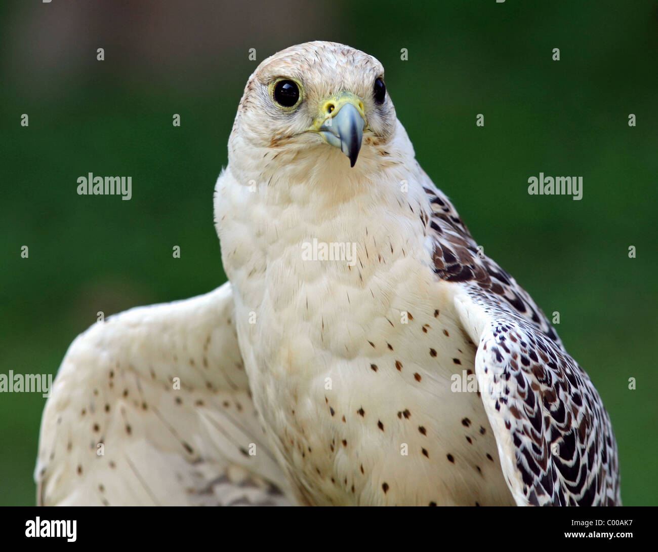 Gyrfalcon or Gyr Falcon (Falco rusticolus Stock Photo - Alamy