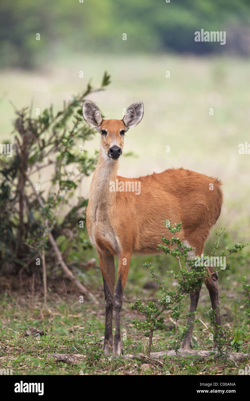 Marsh Deer - standing / Blastocerus dichotomus Stock Photo - Alamy