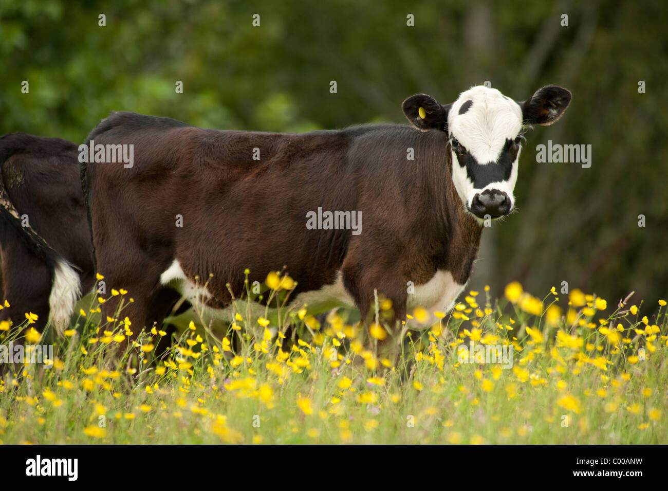 Yellow Cow High Resolution Stock Photography and Images - Alamy