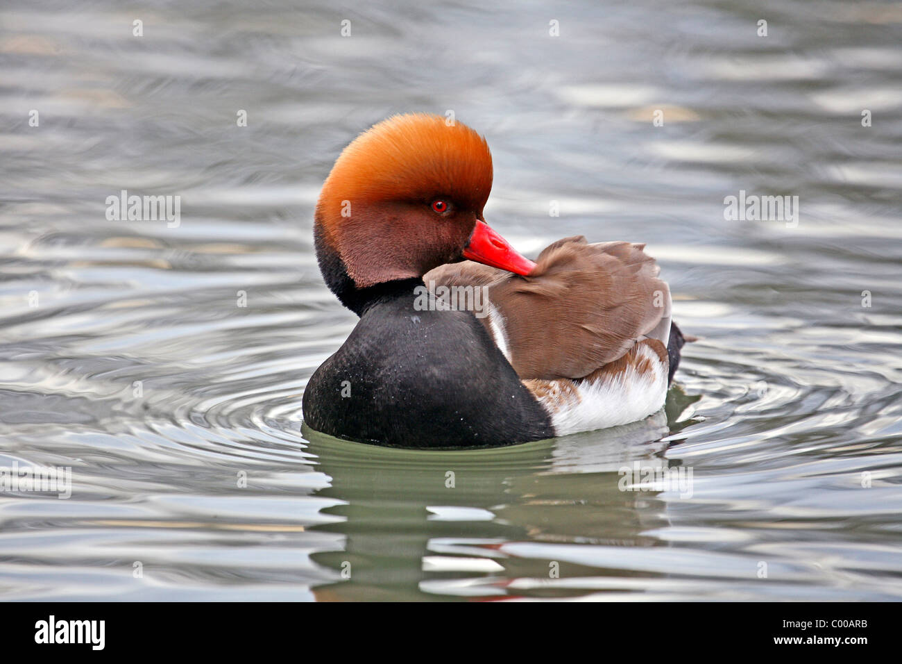 Turkish duck hi-res stock photography and images - Alamy