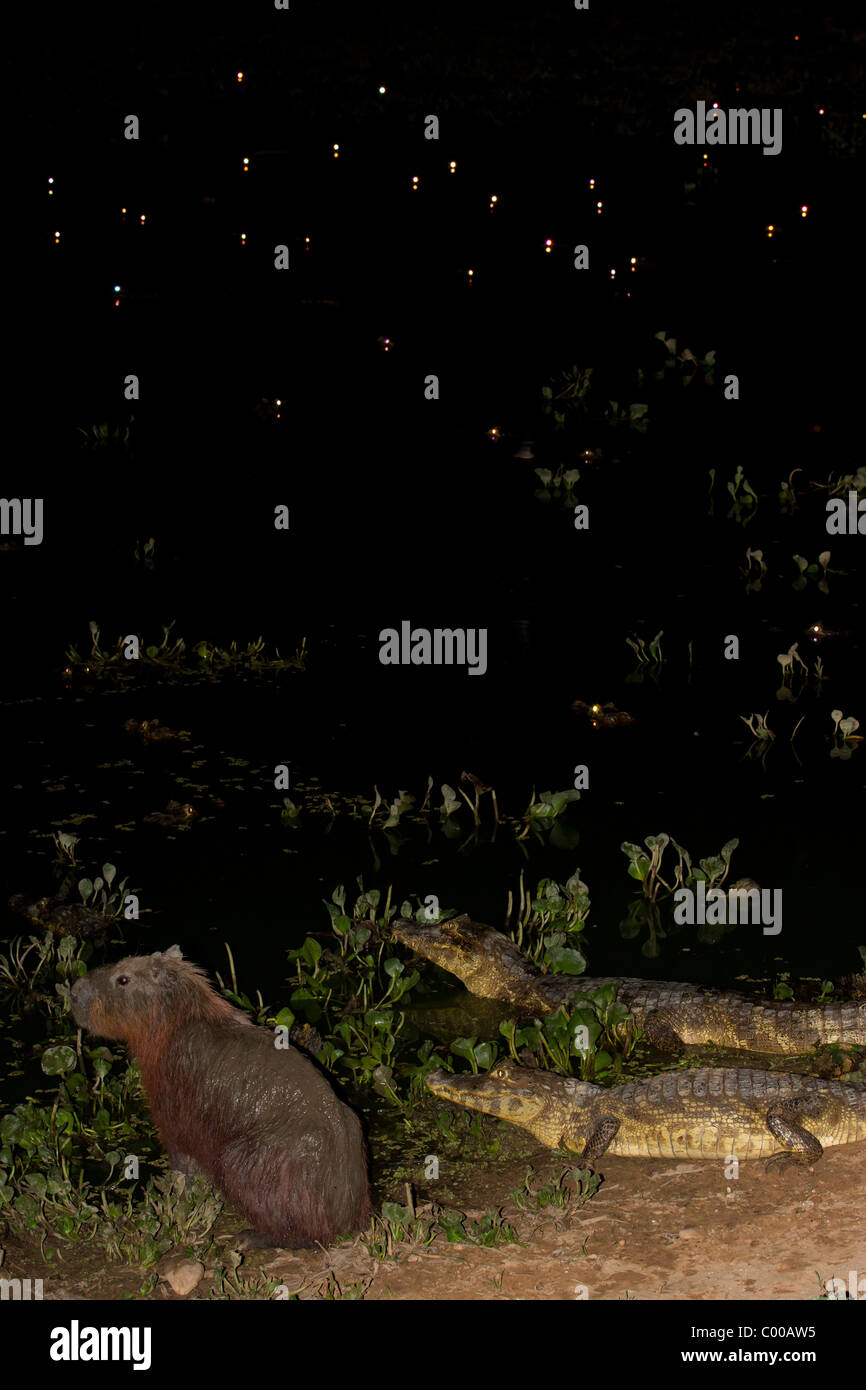 Pantanal caiman capybara hi-res stock photography and images - Alamy