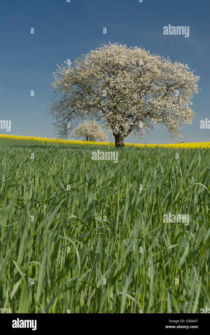 Ein kirschbaum hi-res stock photography and images - Alamy