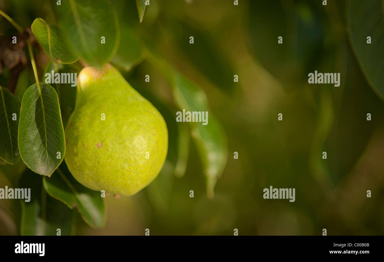 Pear hanging on tree hi-res stock photography and images - Alamy