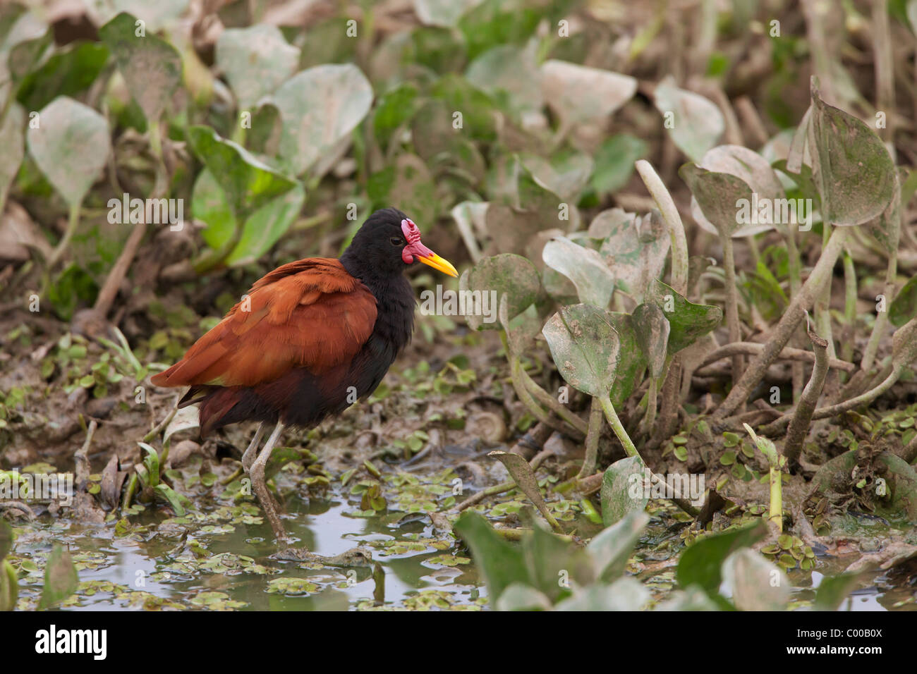 Wattled Jacana - standing / Jacana jacana Stock Photo - Alamy