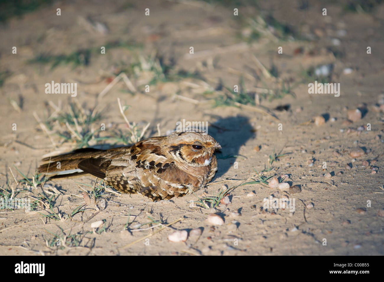 Pauraque in sand / Nyctidromus albicollis Stock Photo - Alamy