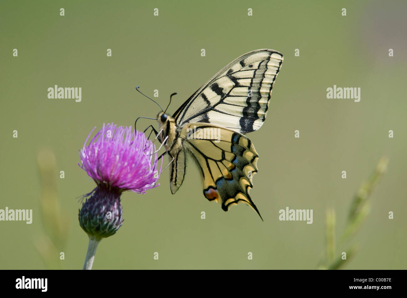 Yellow swallowtail hi-res stock photography and images - Alamy