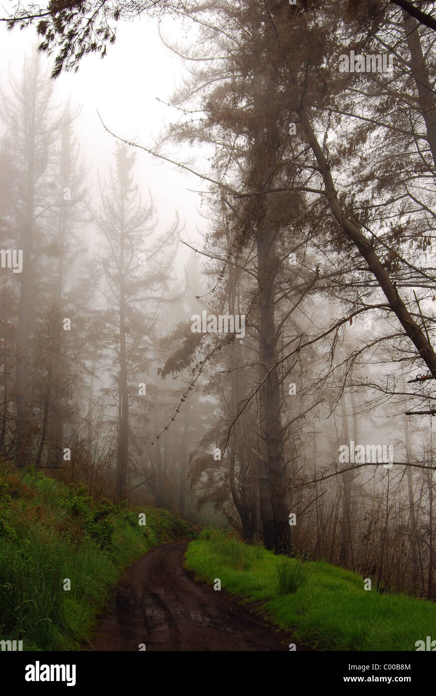 Polipoli hi-res stock photography and images - Alamy