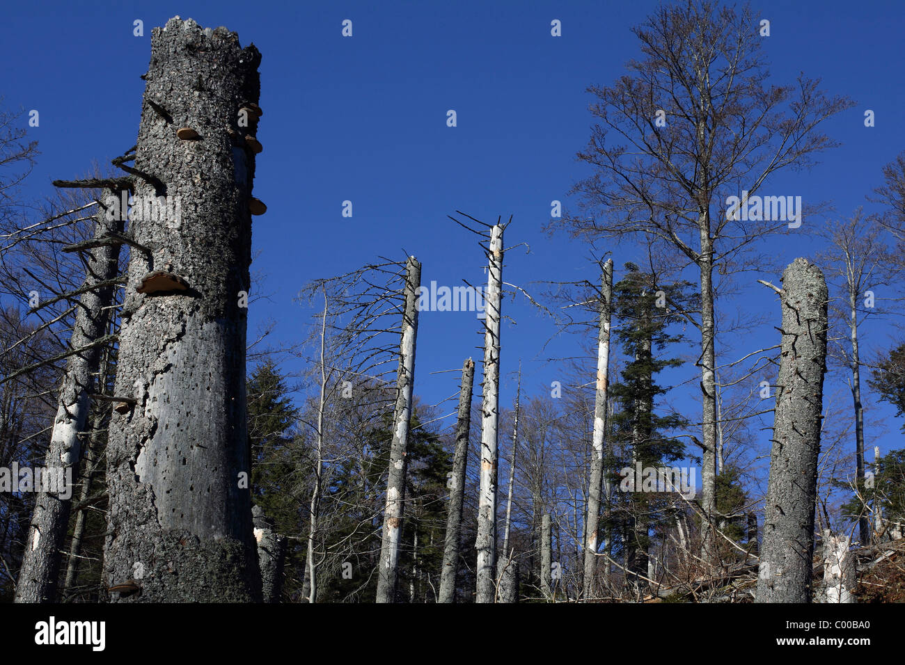 picea picea abies Stock Photo - Alamy